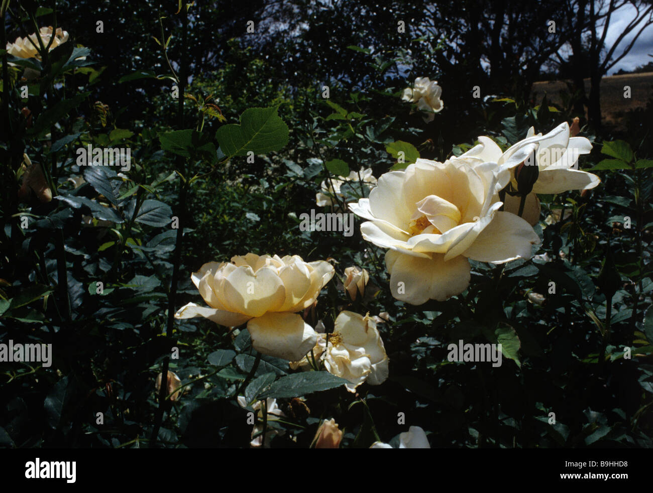 Moonbeam David Austin English Rose Stock Photo - Alamy