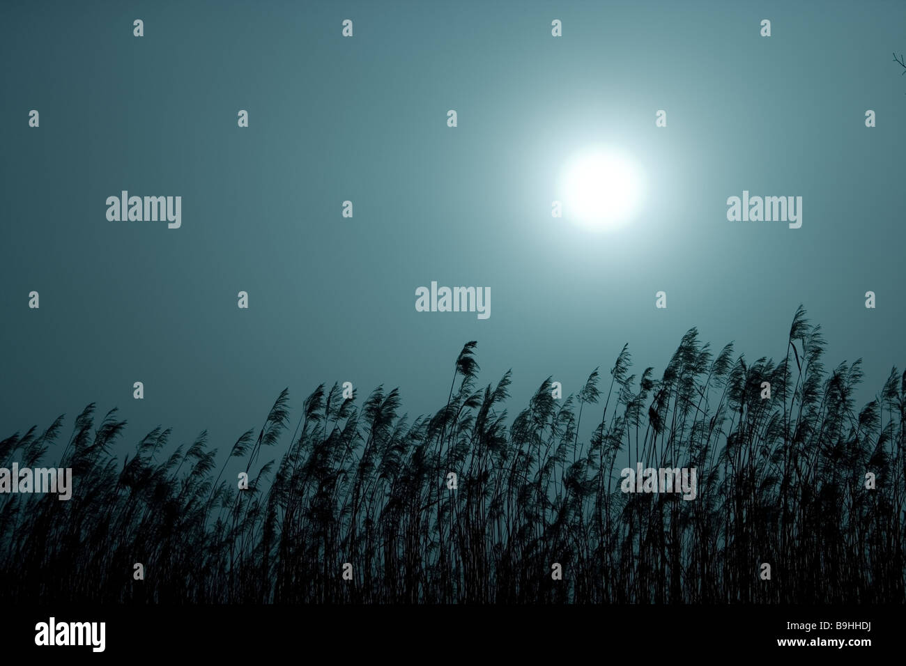 Reed heaven back light Stock Photo - Alamy