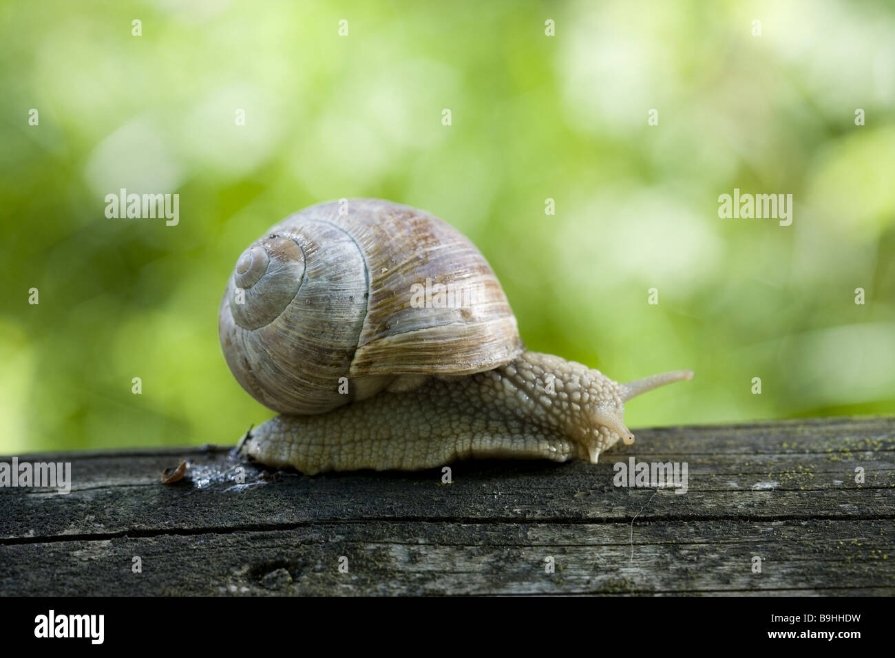 Snail shaped house hi-res stock photography and images - Alamy