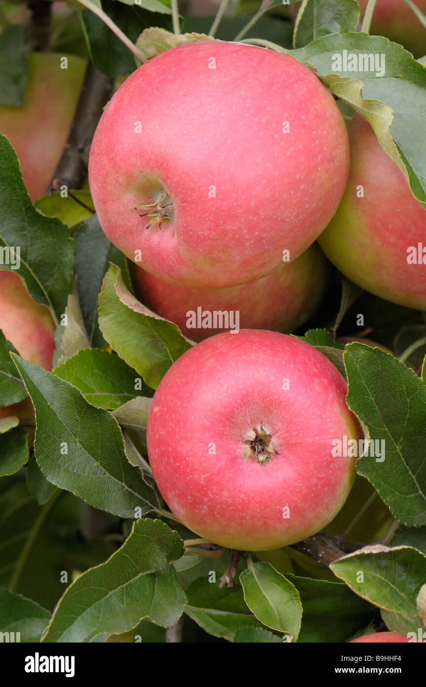 Pink apple crisp hi-res stock photography and images - Alamy