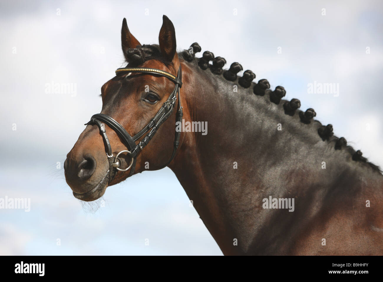German Riding pony - portrait Stock Photo - Alamy