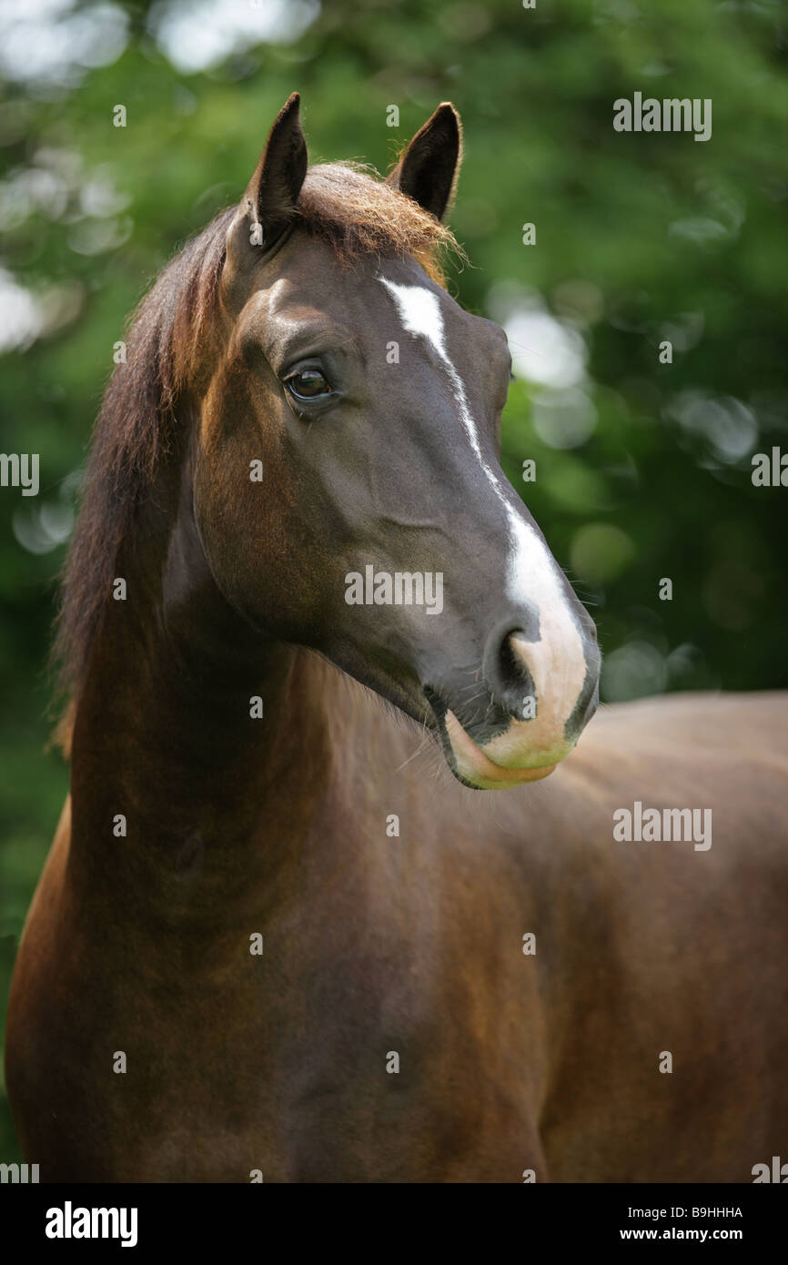 Freiberger horse - portrait Stock Photo - Alamy