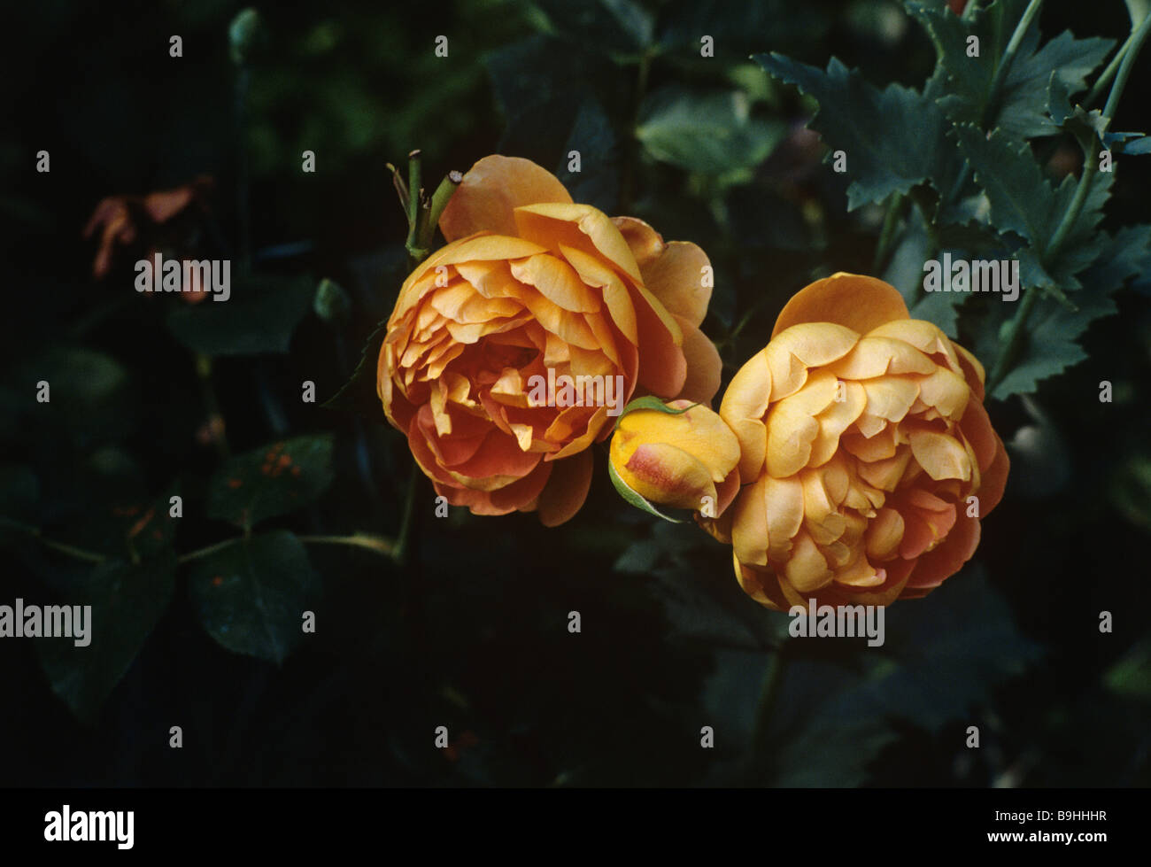 Pat austin hi-res stock photography and images - Alamy
