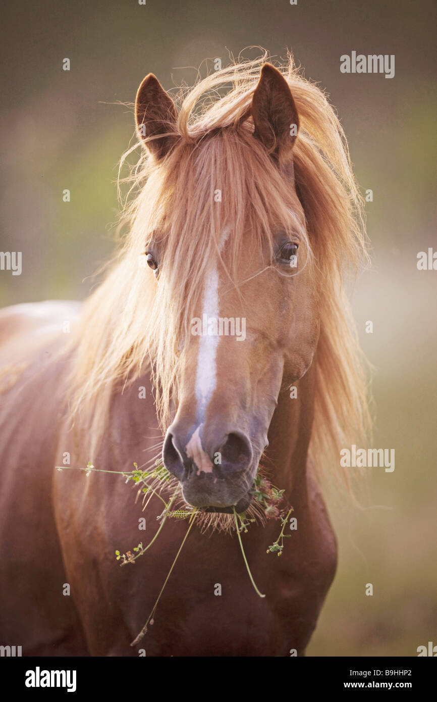Gidran horse hi-res stock photography and images - Alamy