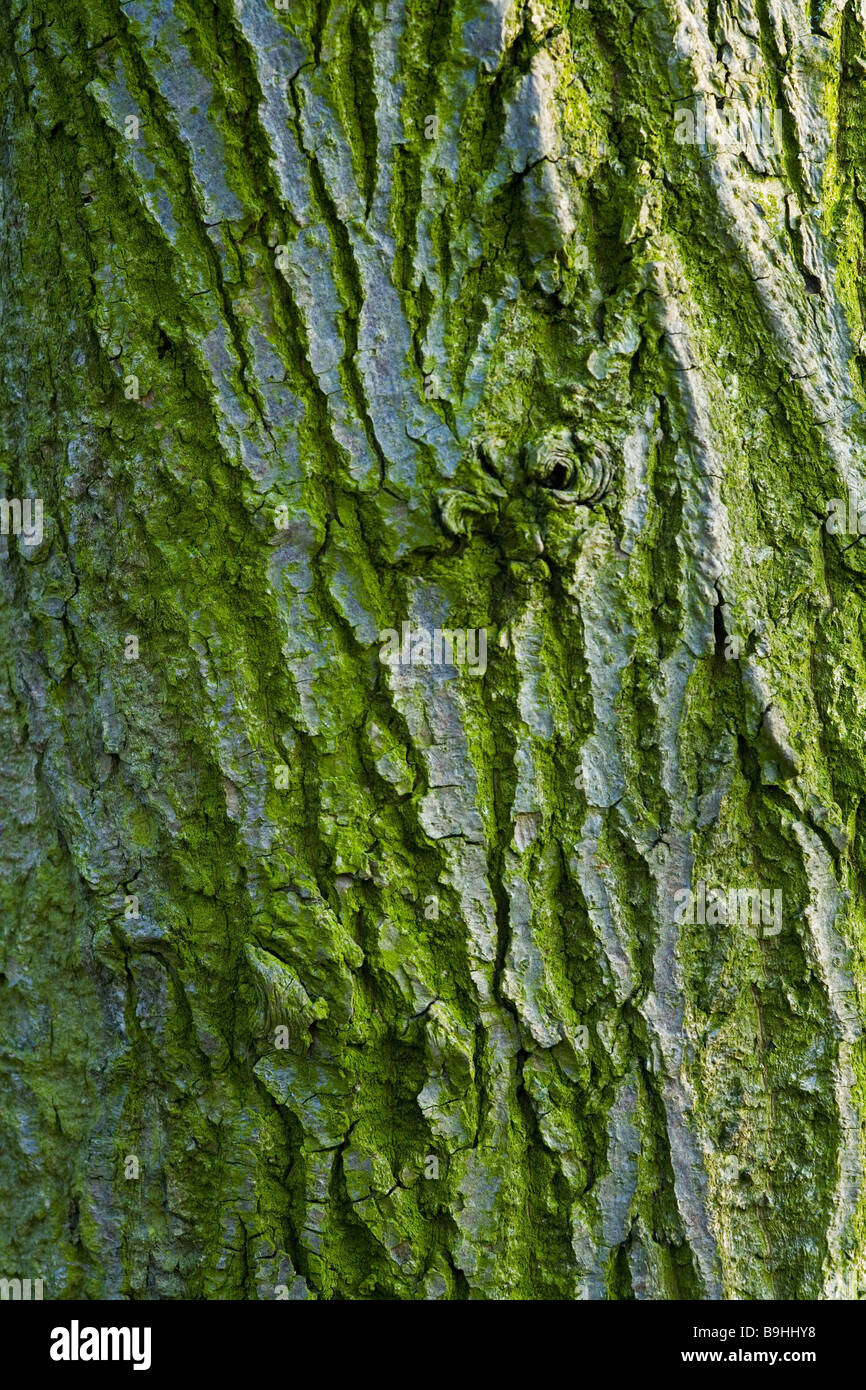 Log barque moss Stock Photo - Alamy