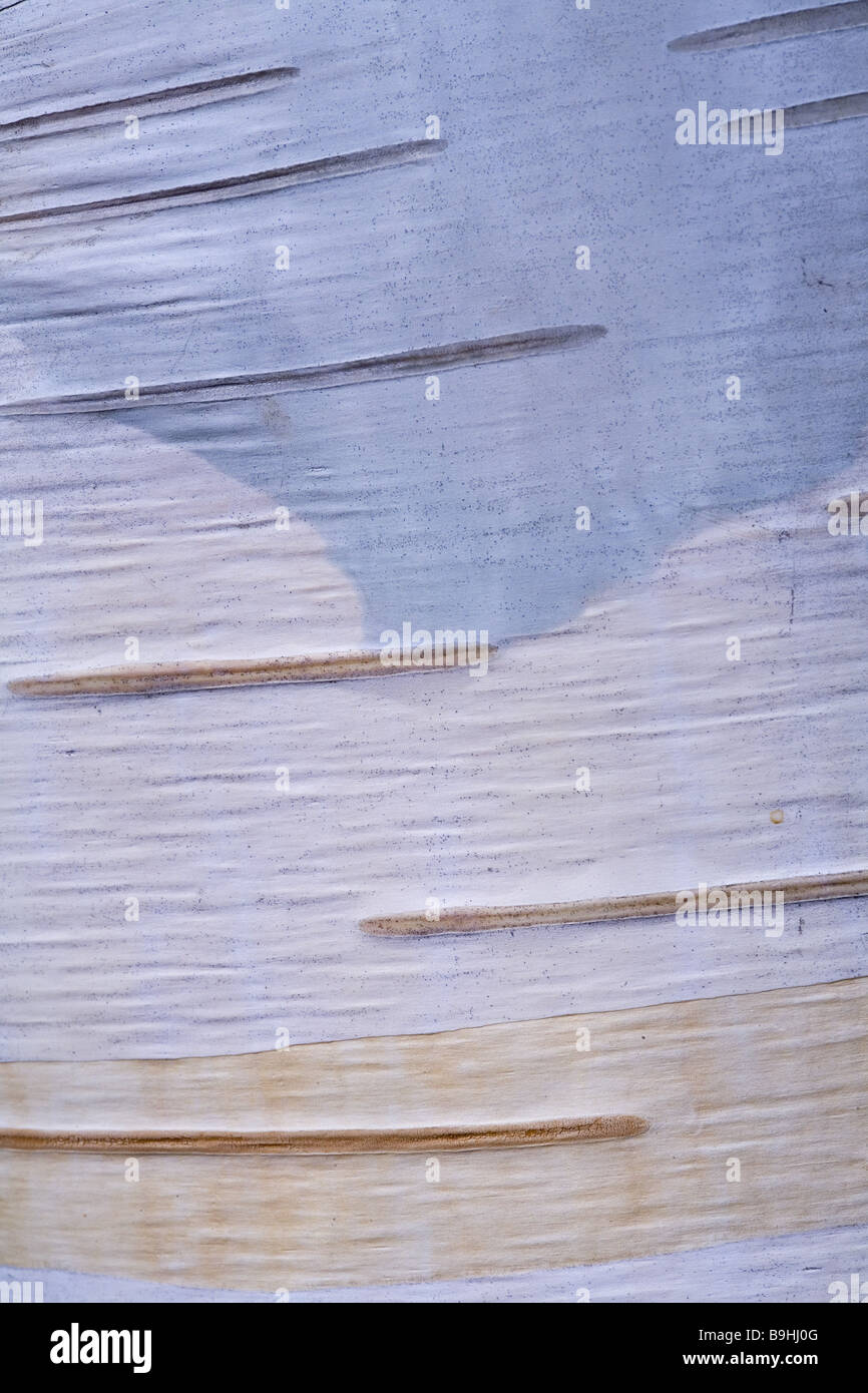 Log barque structure Stock Photo - Alamy