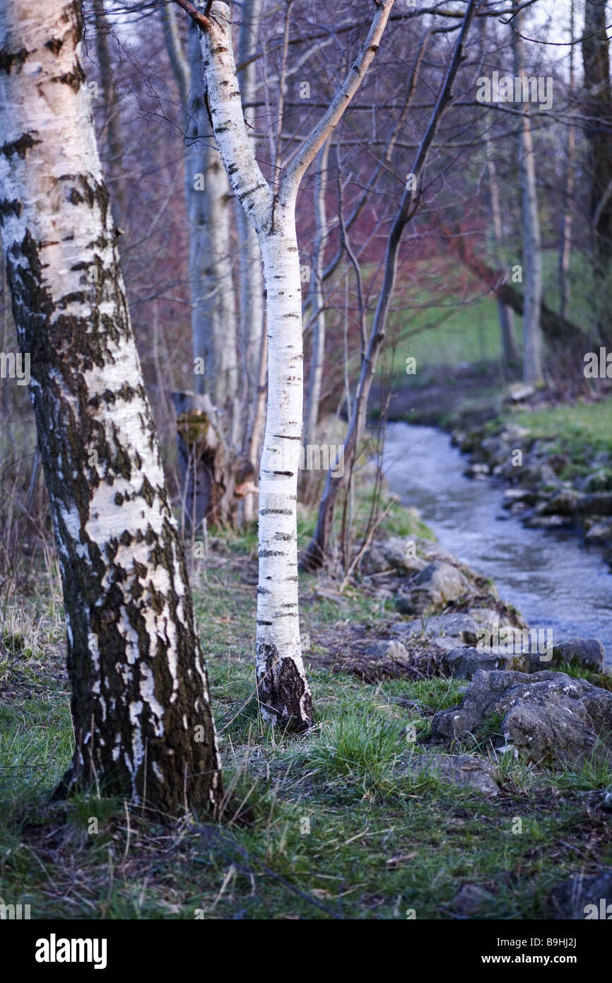 Nature forest brook dusk Stock Photo - Alamy