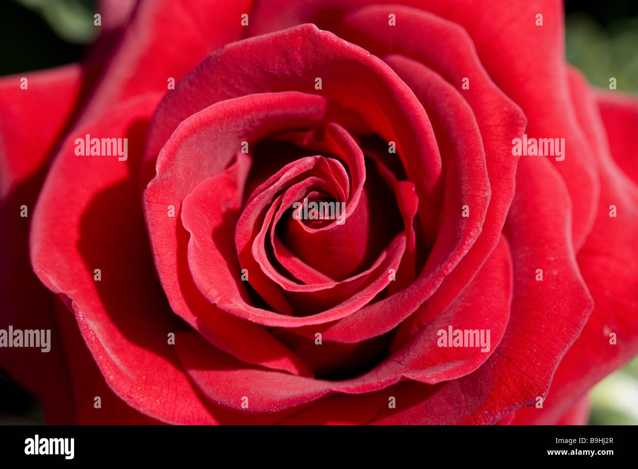 Complete rose flower hi-res stock photography and images - Alamy