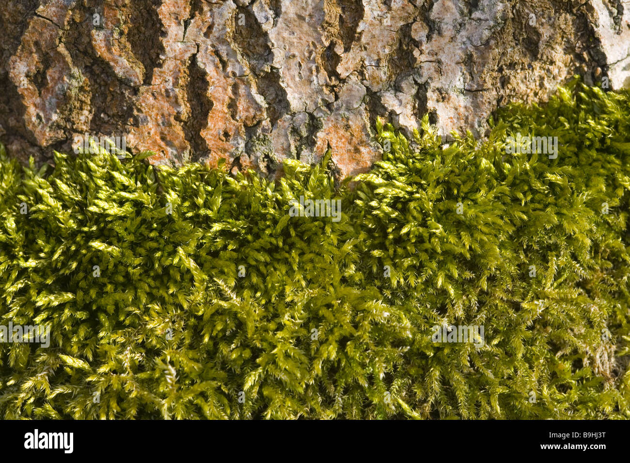 Log barque moss Stock Photo - Alamy