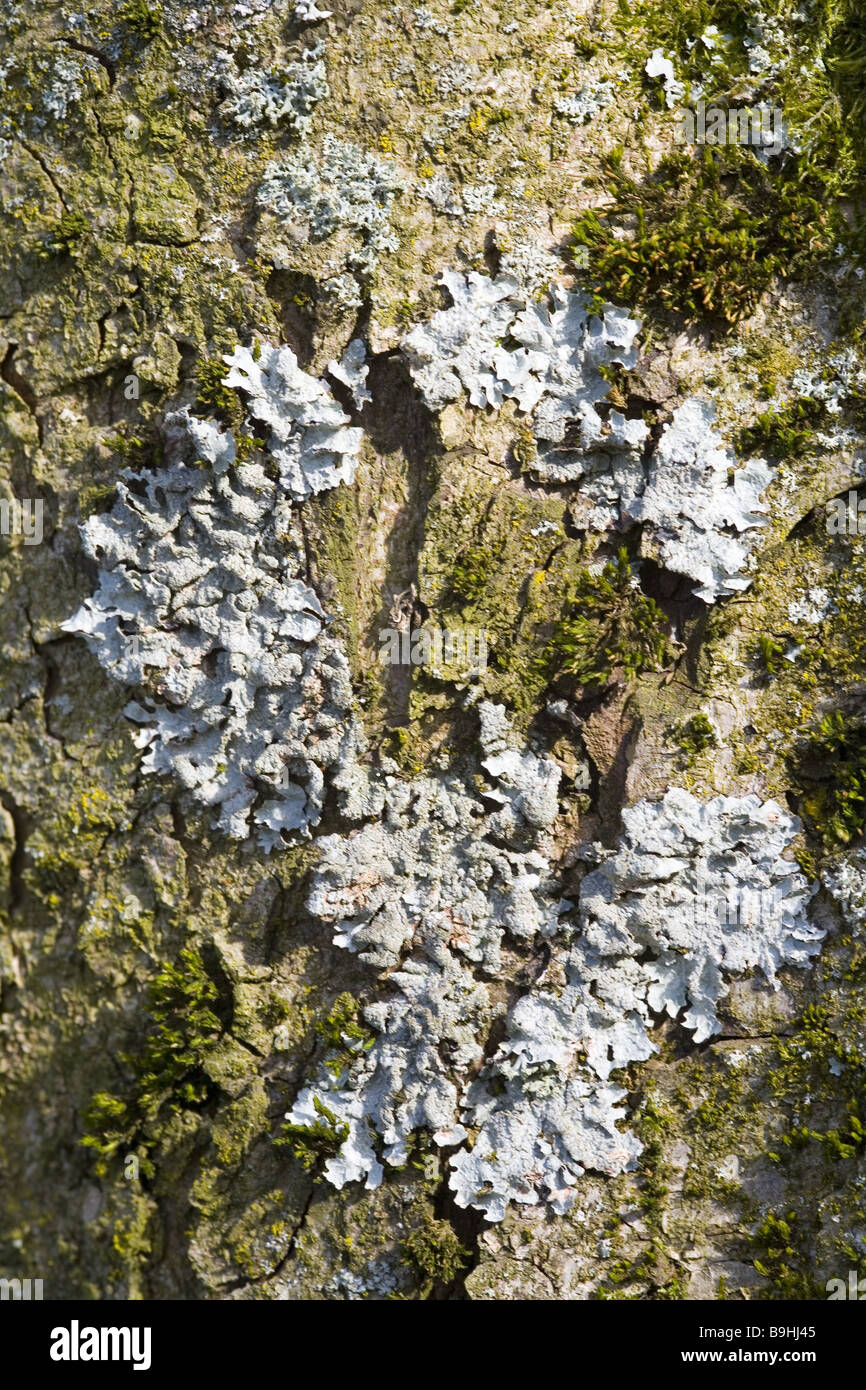 Log barque lichens Stock Photo - Alamy