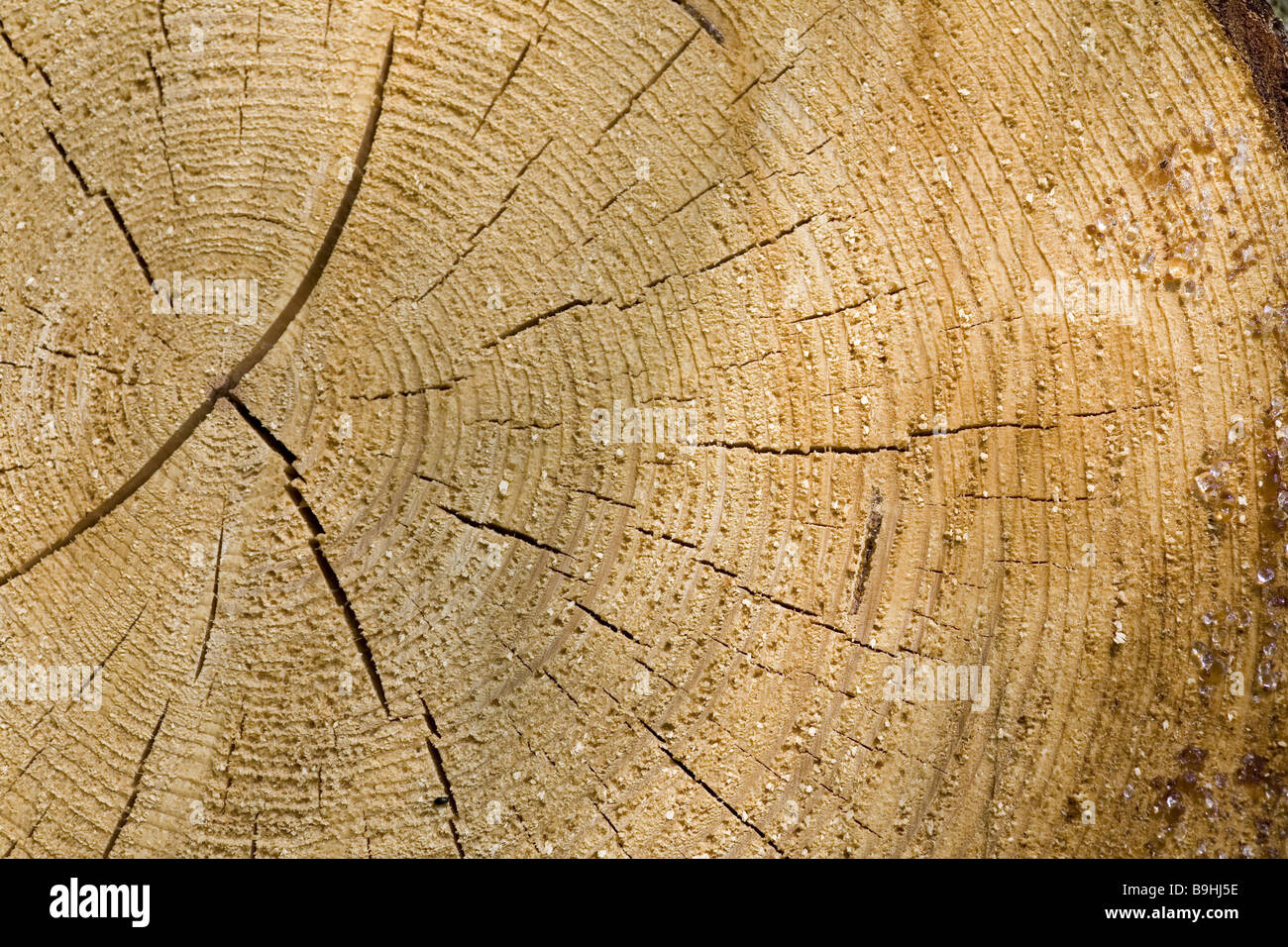 Cross section patterns hi-res stock photography and images - Alamy