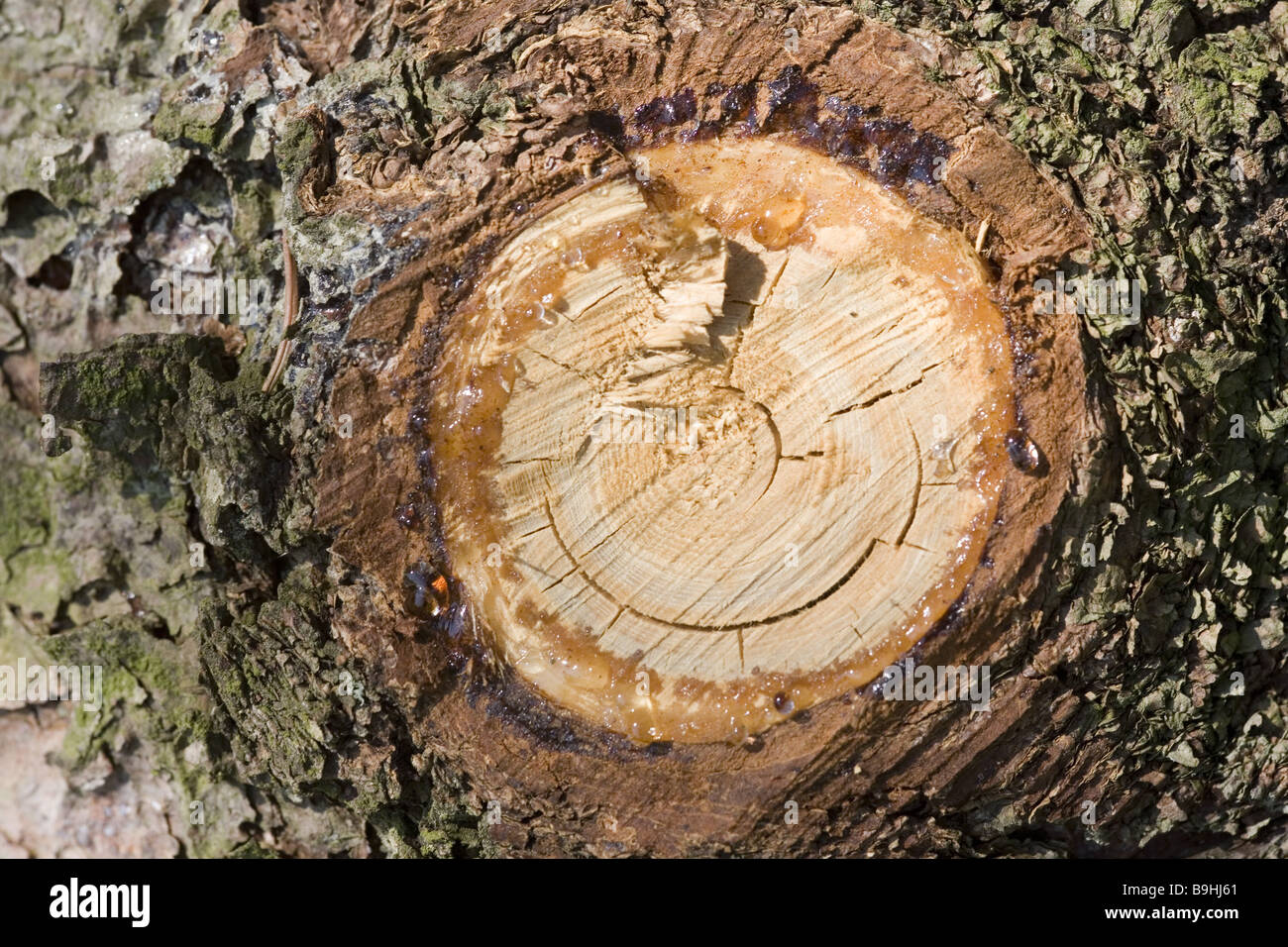 Log branch sawed off Stock Photo - Alamy