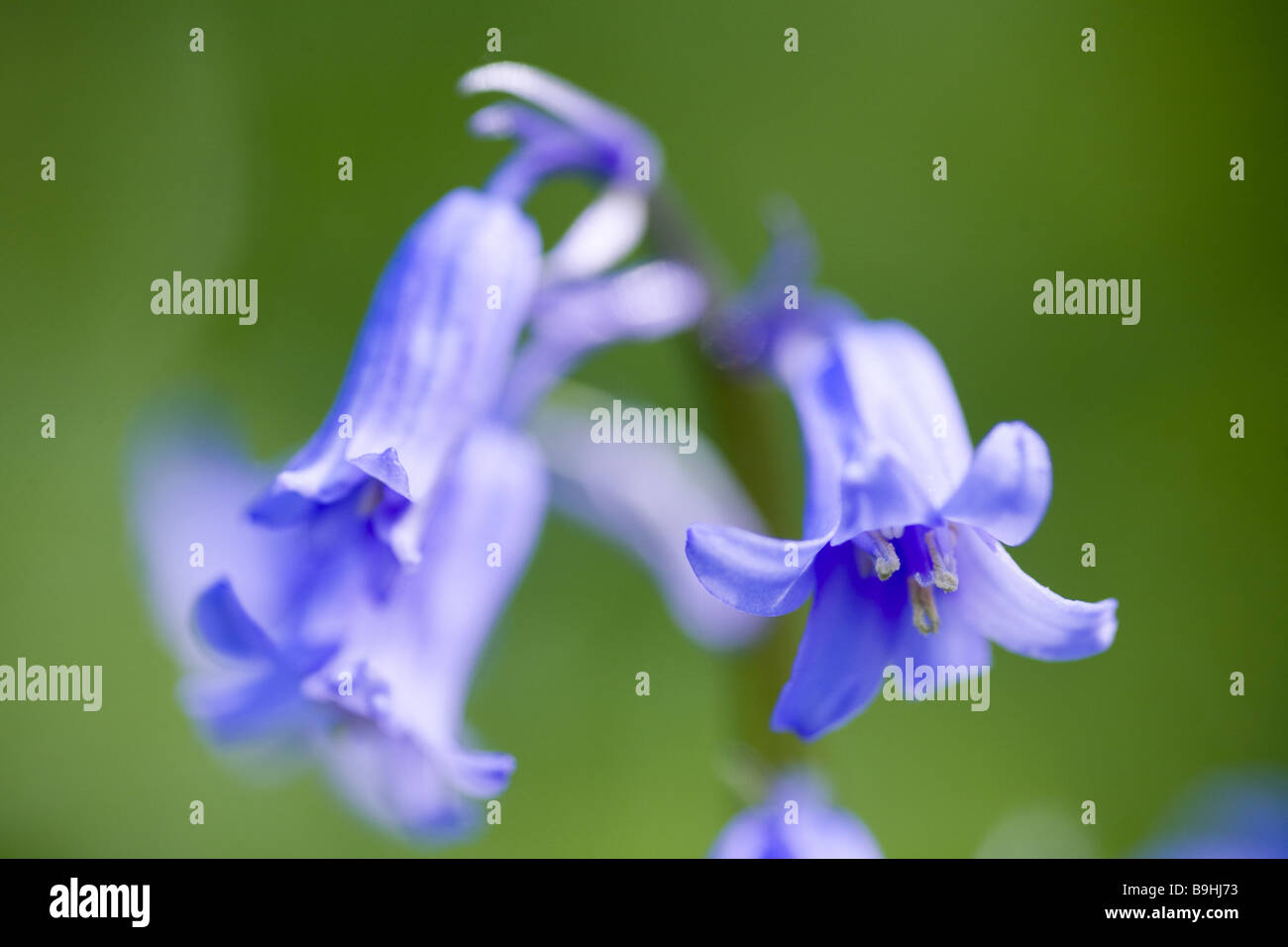 bluebell bloom close-up Stock Photo - Alamy