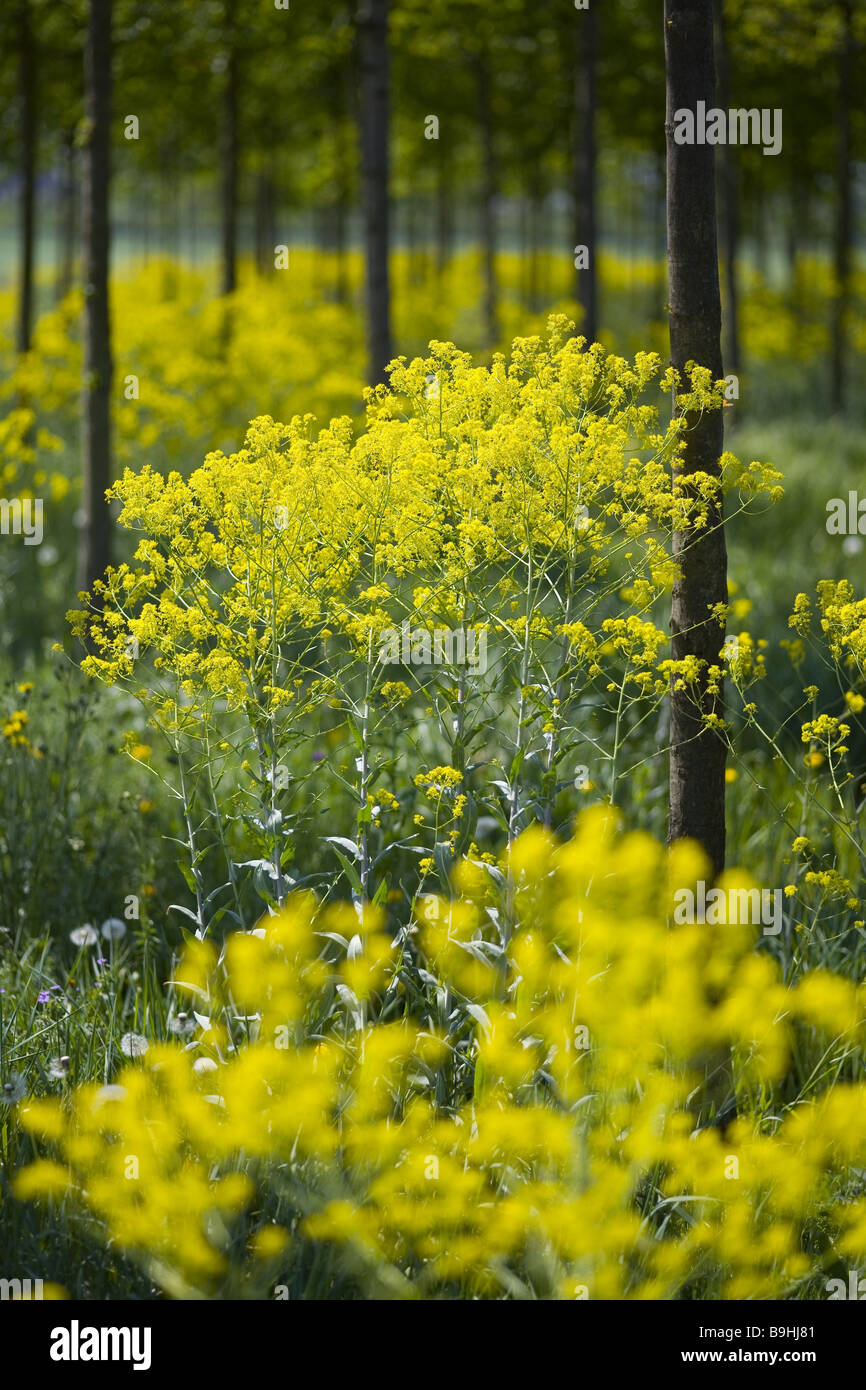 Forest flowers Dyer's woad Stock Photo - Alamy