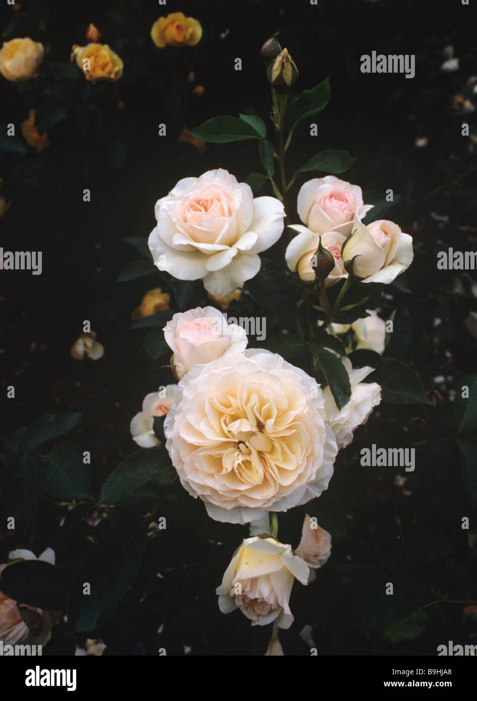 Perdita a David Austin English Rose Stock Photo - Alamy