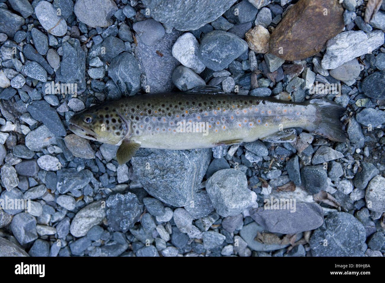 Riversides brook-trout Stock Photo - Alamy