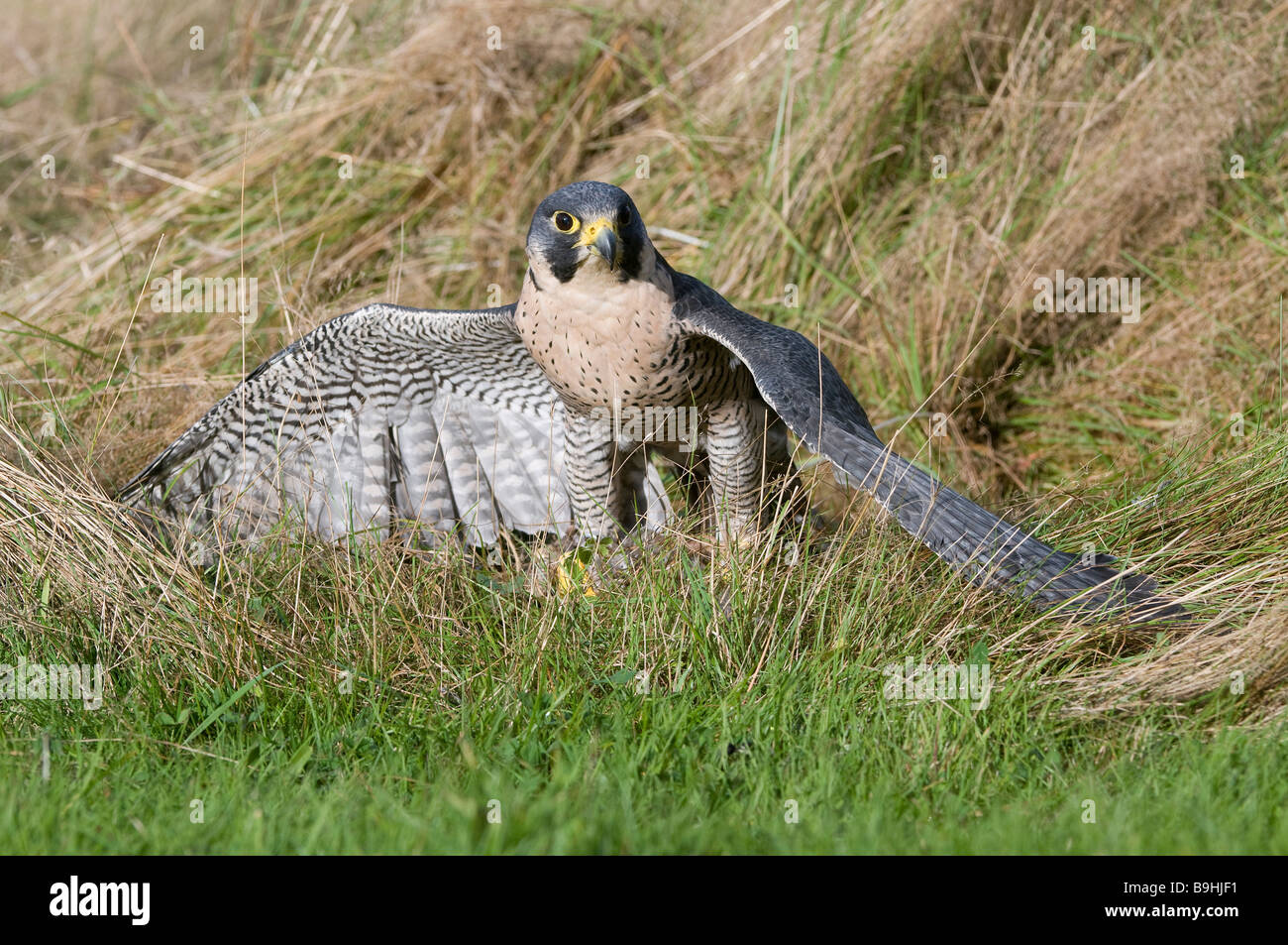 Peregrine Falcon (Falco peregrinus Stock Photo - Alamy