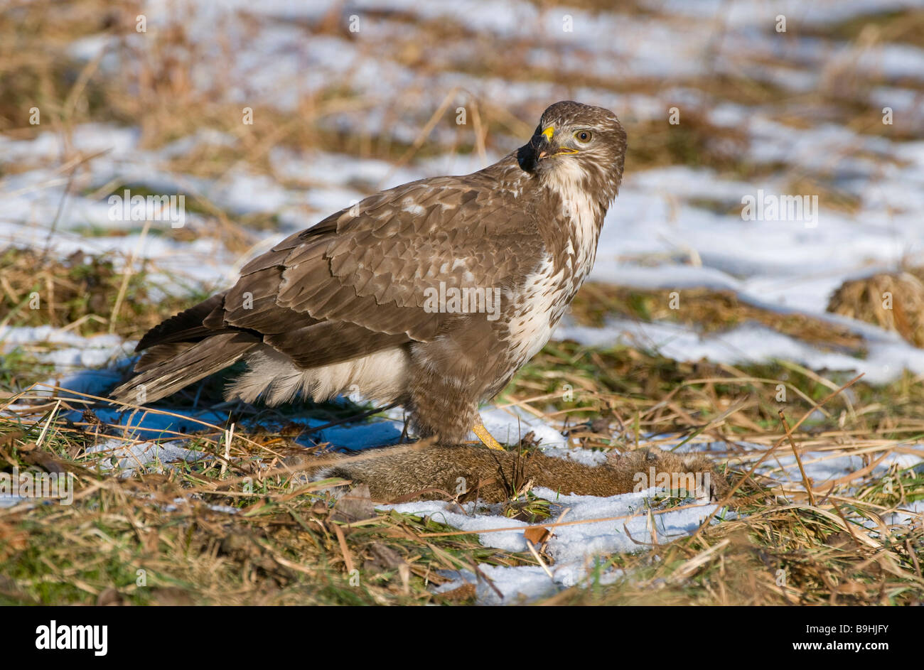 Bussarde buteo buteo buteo buzzards hi-res stock photography and images ...