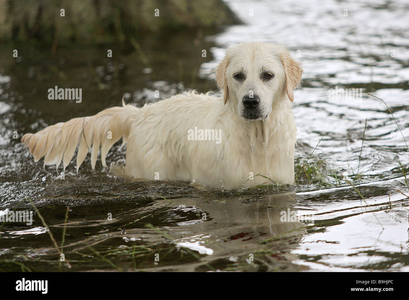 Golden Retriever dog in the water Stock Photo - Alamy