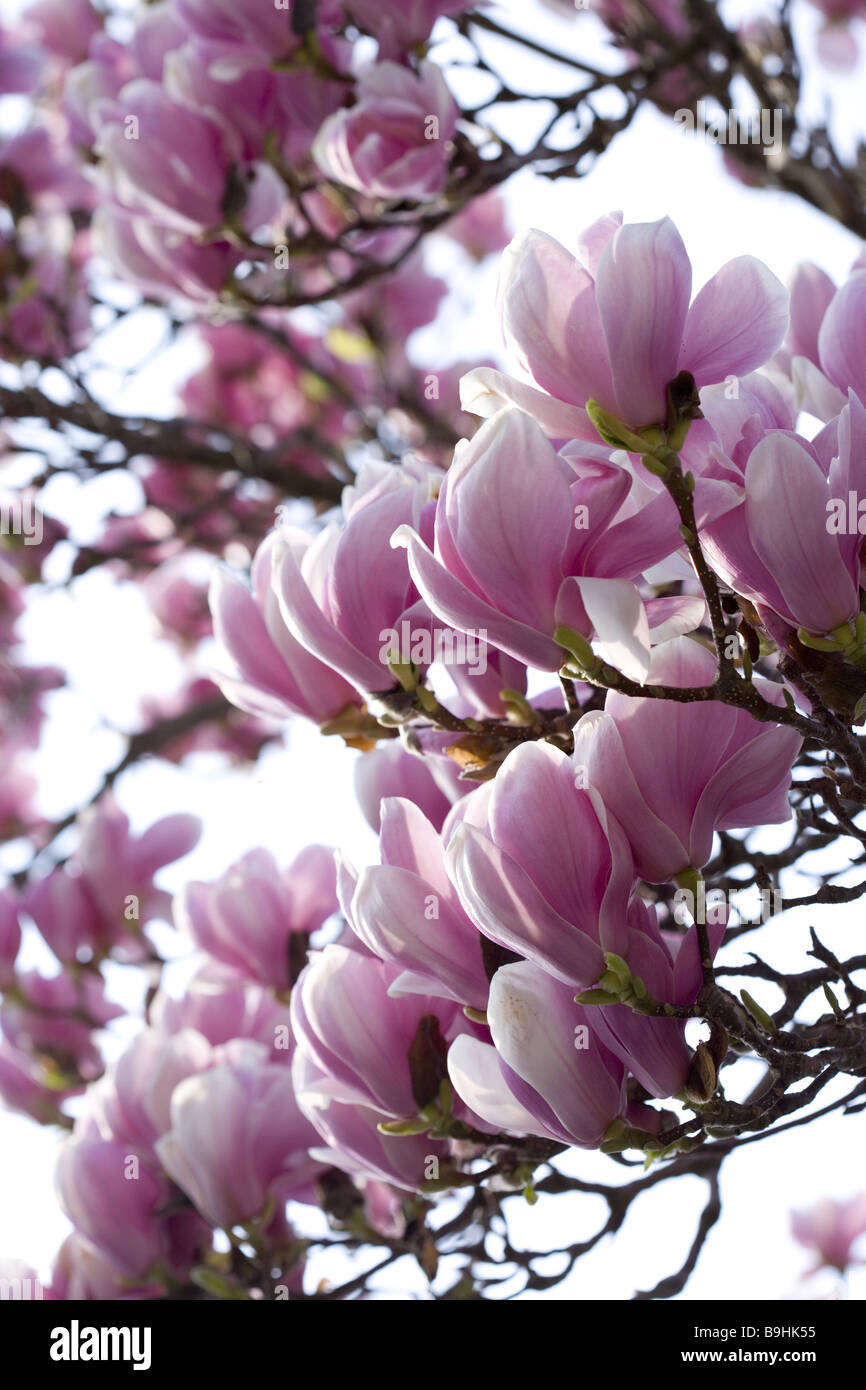 Magnolia-bloom Magnolia Stock Photo - Alamy