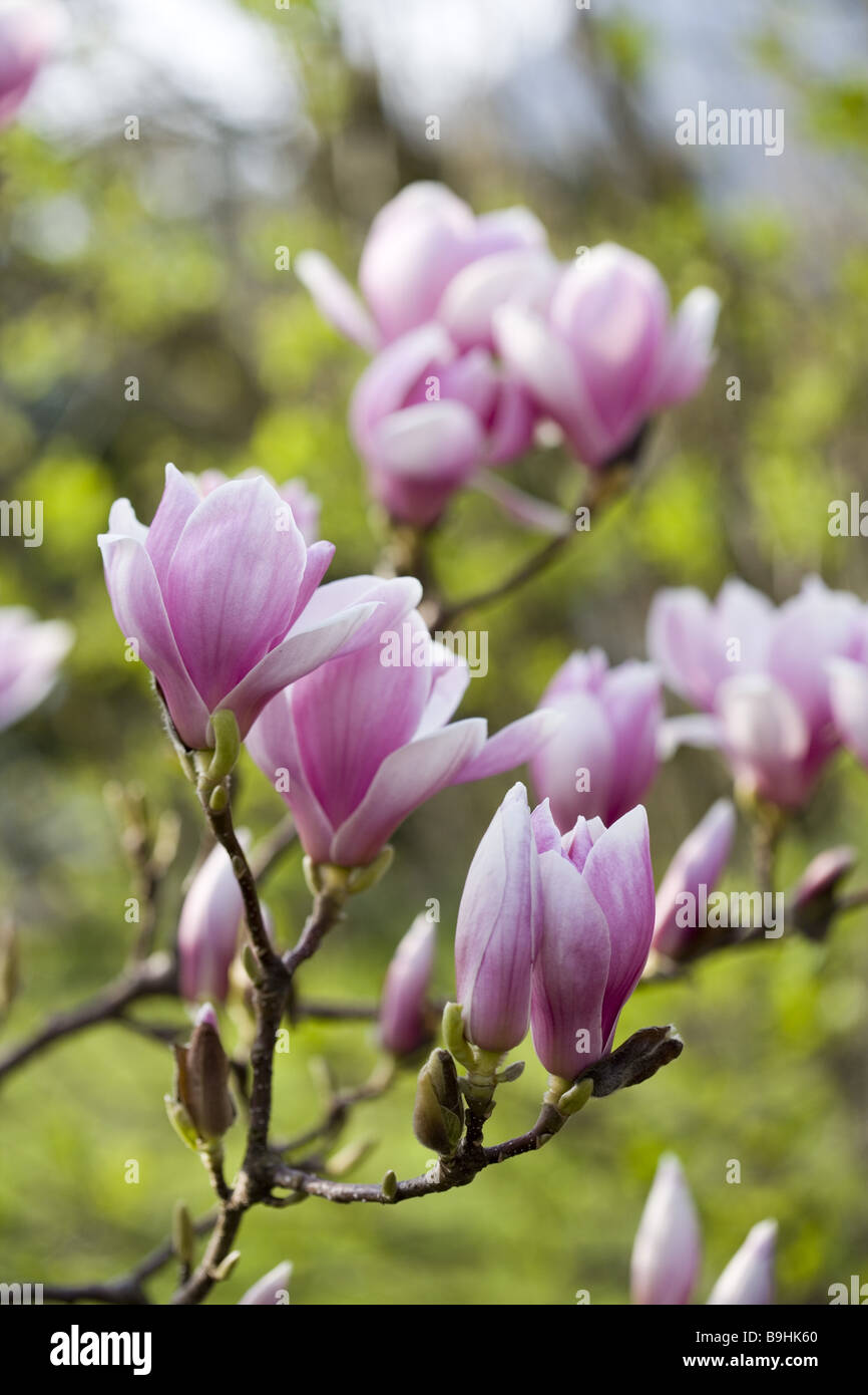 Magnolia-bloom Magnolia Stock Photo - Alamy