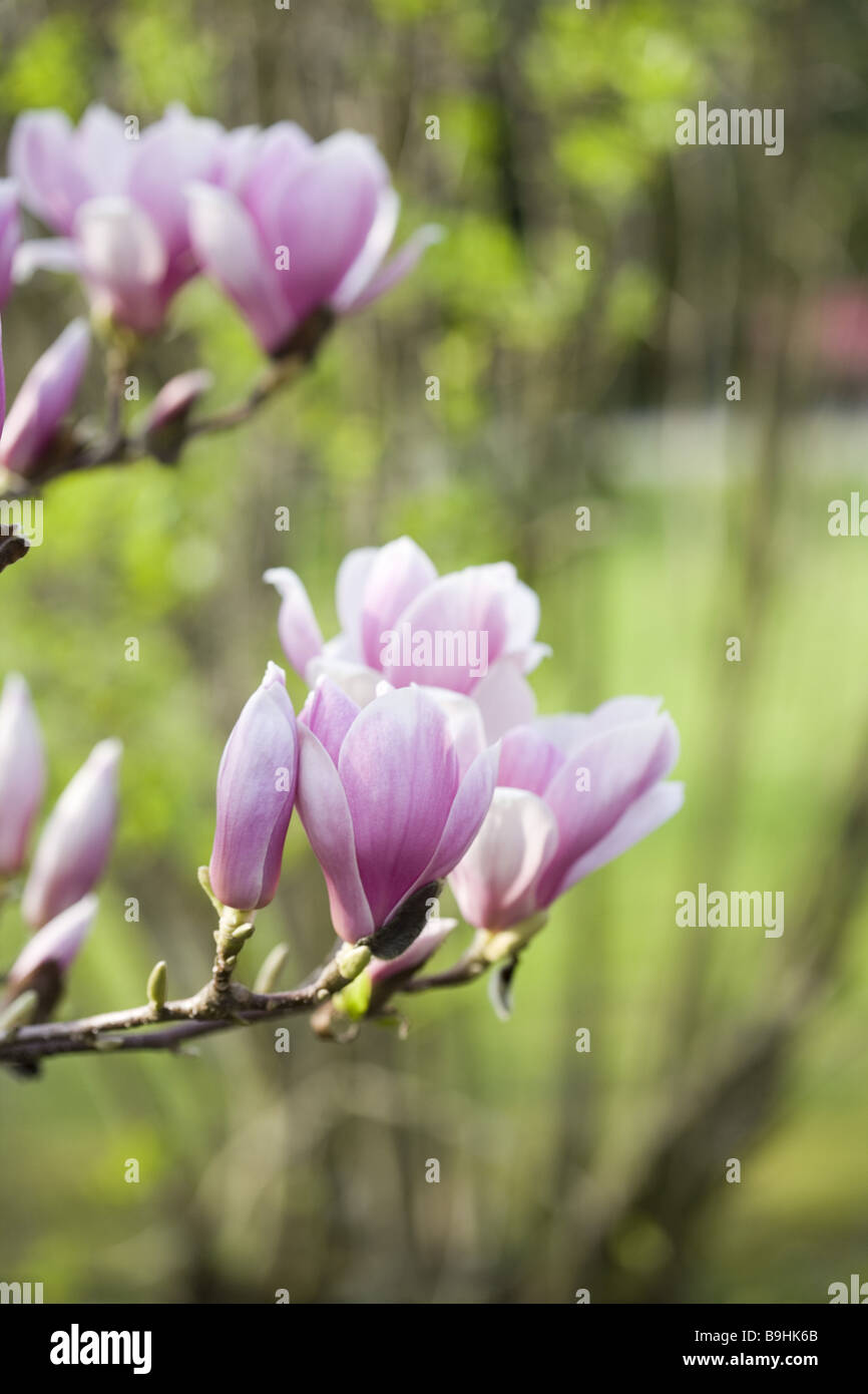 Bloomed magnolia hi-res stock photography and images - Alamy