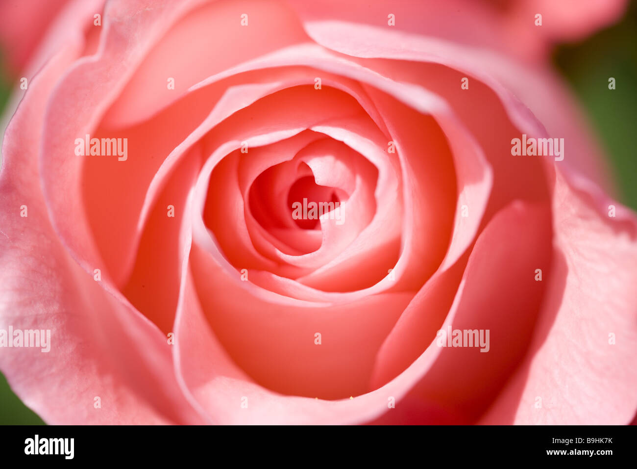 Complete rose flower hi-res stock photography and images - Alamy