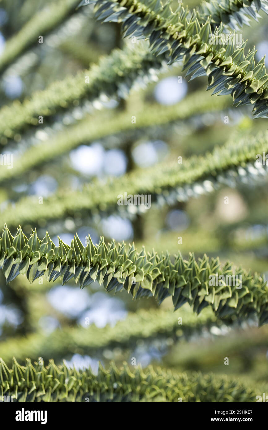 Araucarie Araucaria araucana close-up detail Stock Photo - Alamy