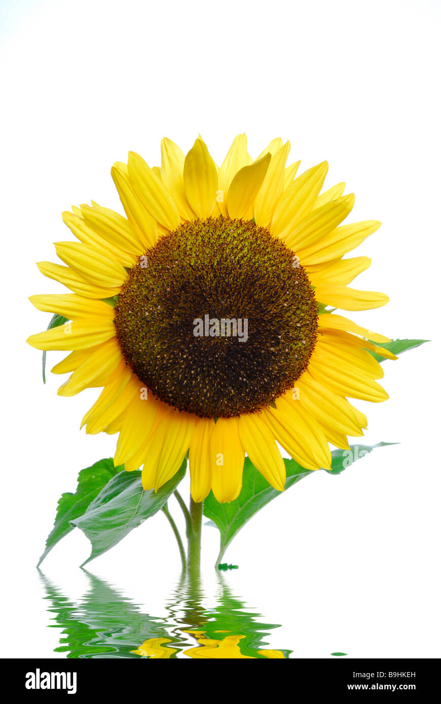 Sunflower with its reflection in water Stock Photo - Alamy