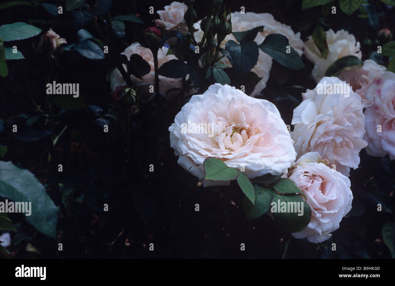 Miss Alice David Austin English Rose. Photographed in the garden of ...
