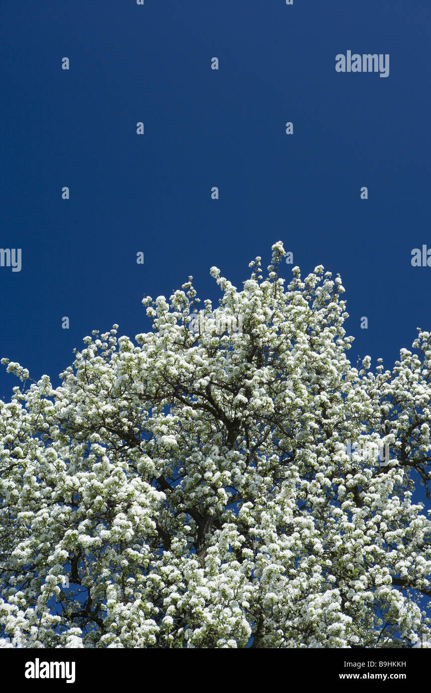 Fruit tree blooming detail Stock Photo - Alamy