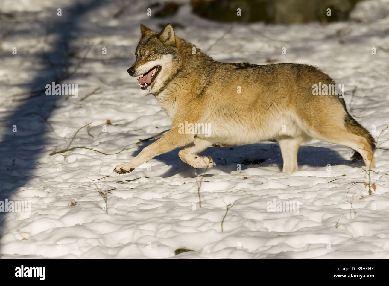 Grey wolf - running in the snow / Canis lupus Stock Photo - Alamy