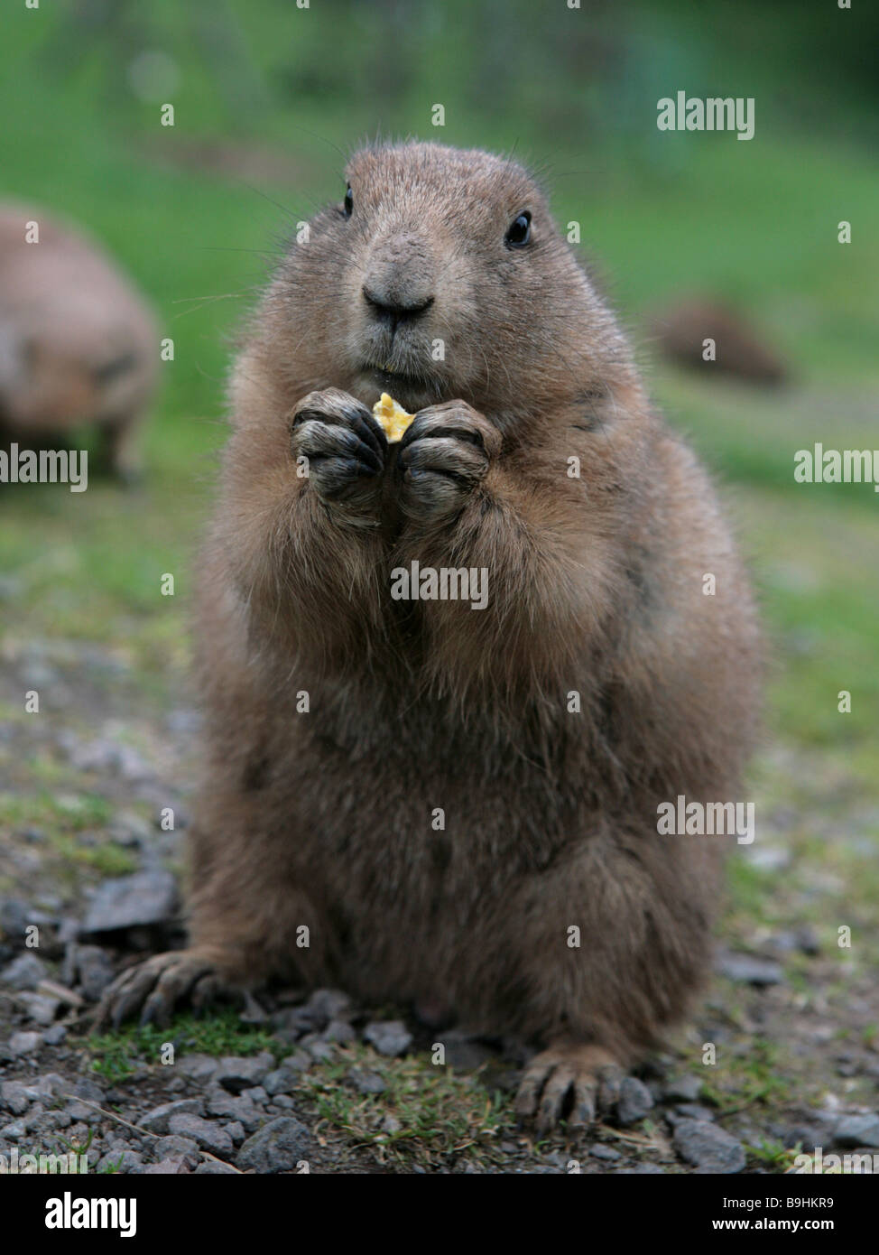 A prairie dog eating, using his paws Stock Photo - Alamy