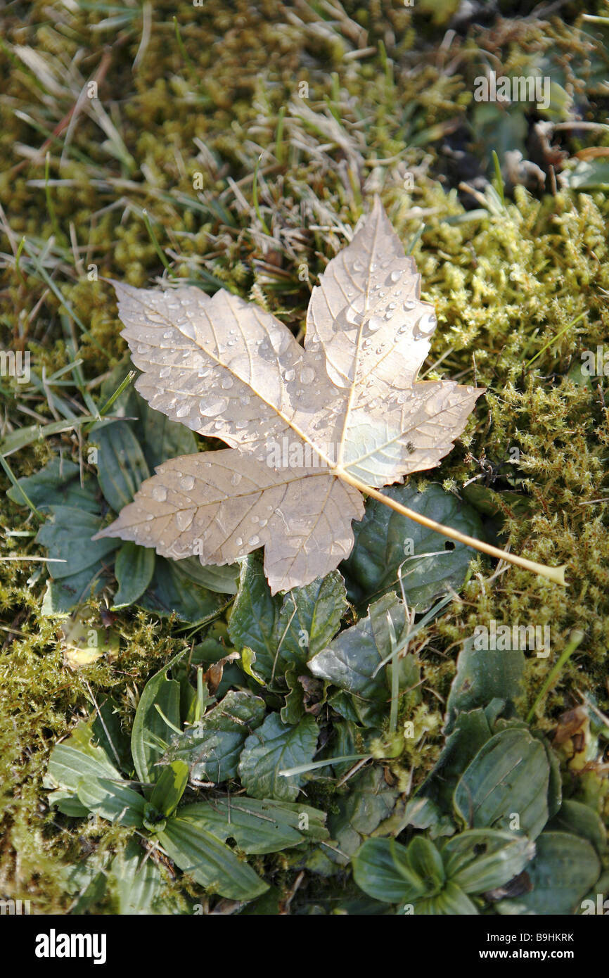 Forest-ground fall leaf Stock Photo - Alamy