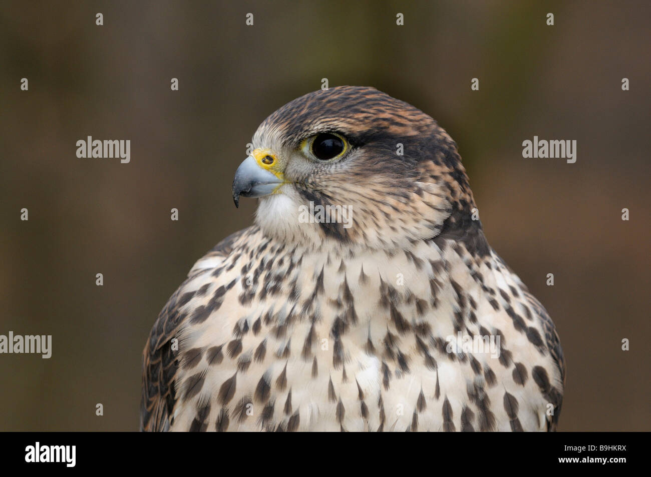 Saker Falcon (Falco cherrug), portrait Stock Photo - Alamy