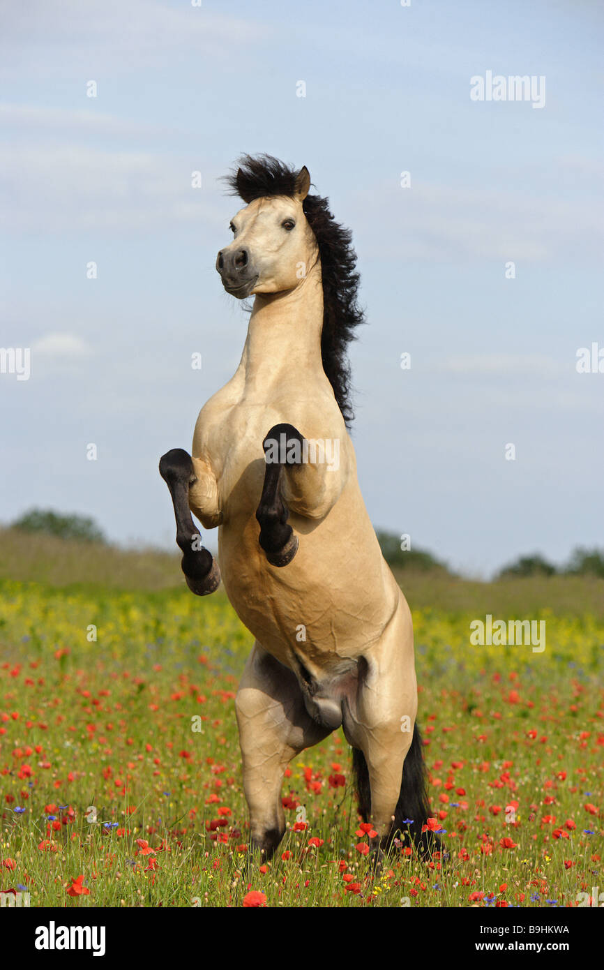 Connemara horse - rearing Stock Photo - Alamy