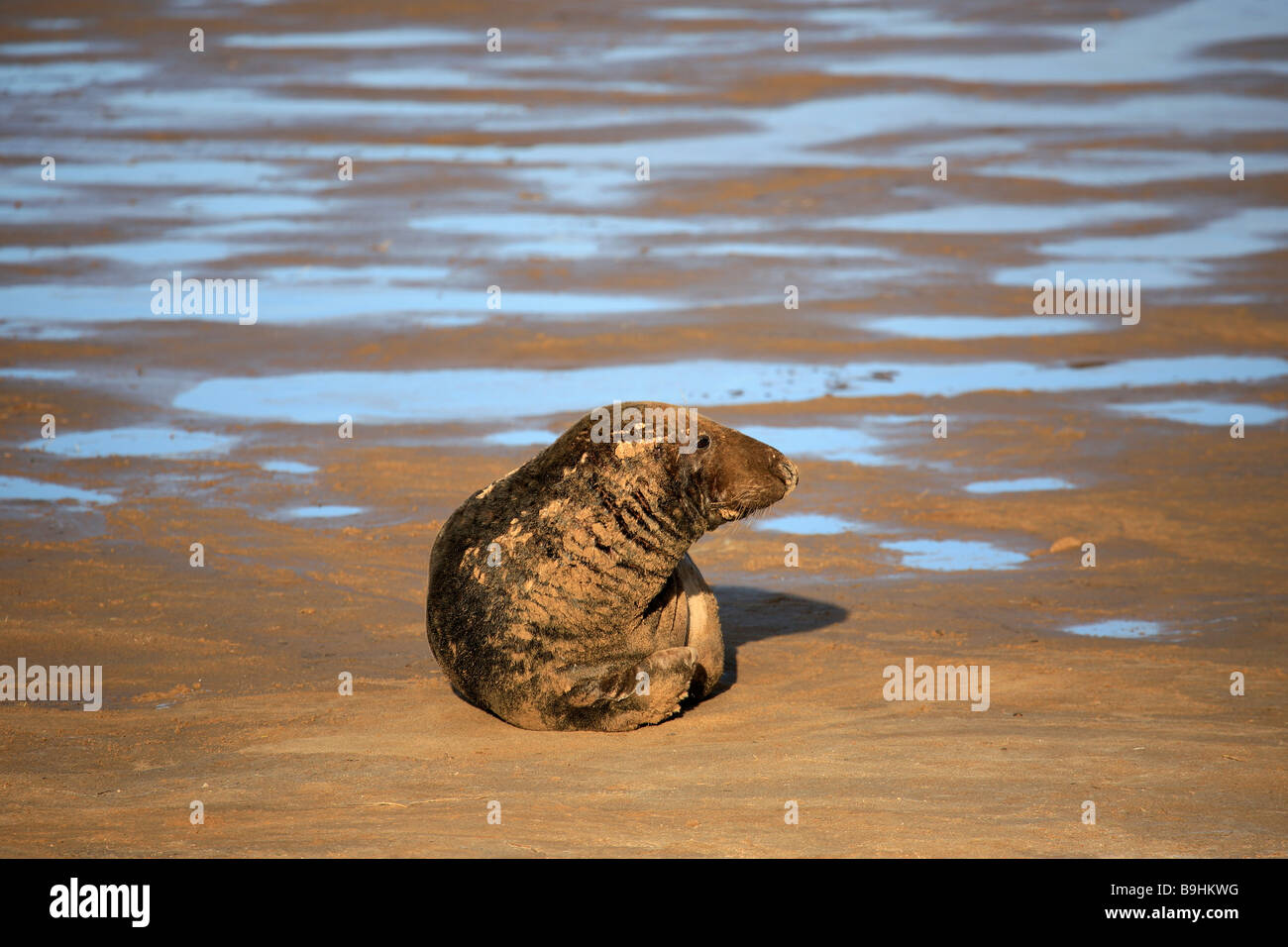 North Atlantic Grey Bull Seal Halichoerus grypus Donna Nook RAF bombing ...