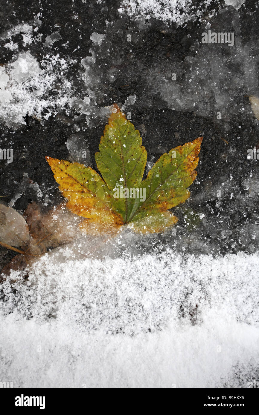 Fall leaf asphalt snow ice tracks Fallen maple maple-leaf asphalt leaf ...
