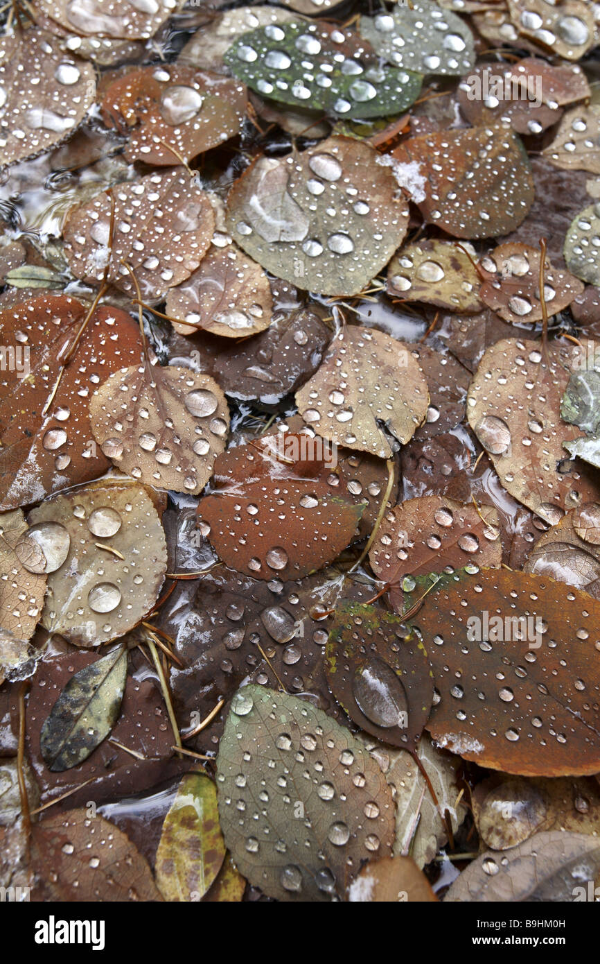 Forest-ground fall leaves Stock Photo - Alamy