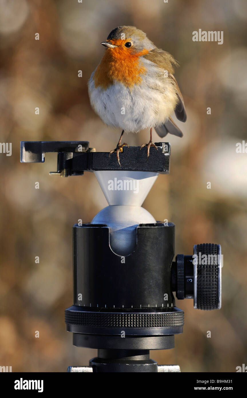 Puffed up bird hi-res stock photography and images - Alamy