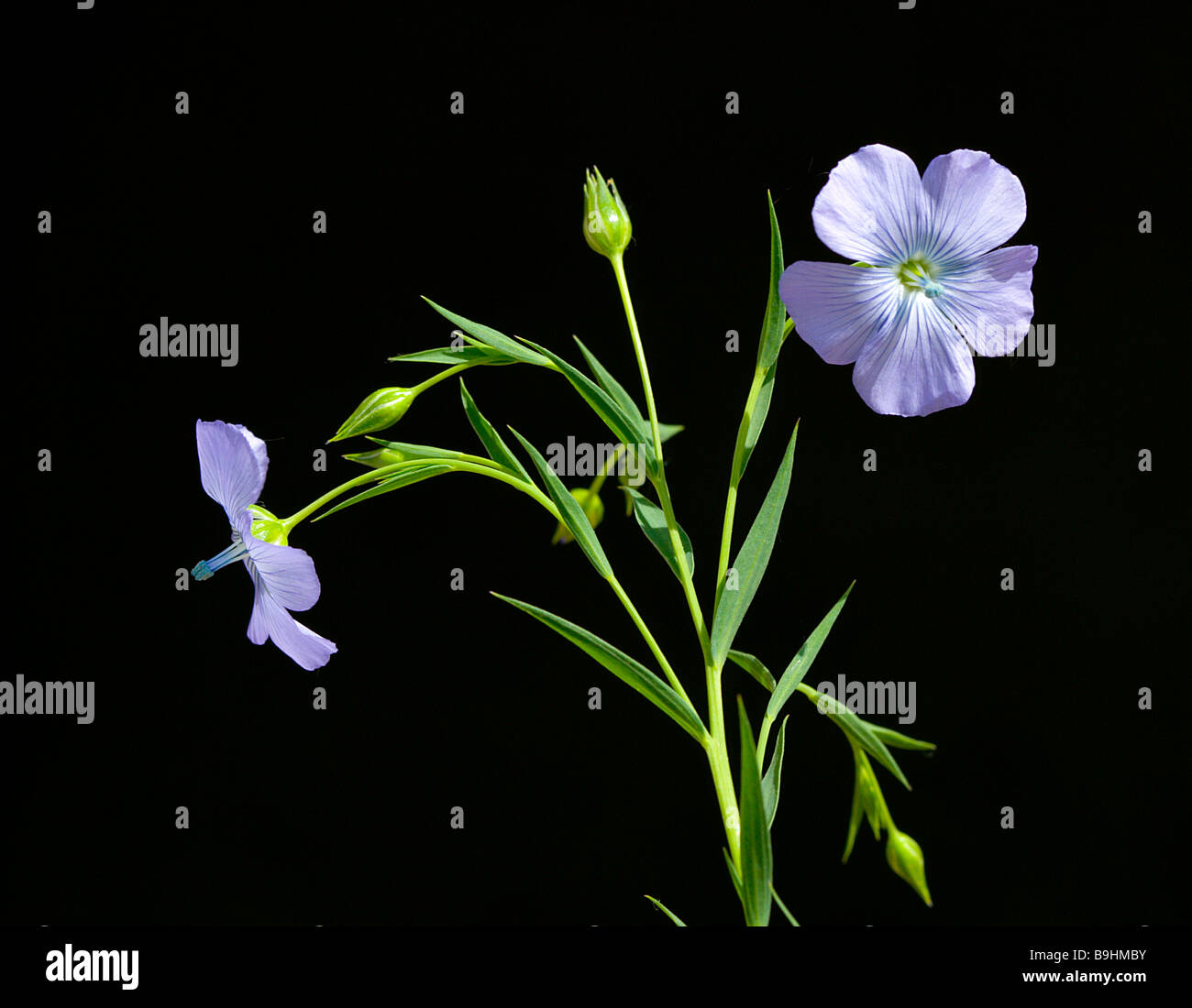 Linum usitatissimum hi-res stock photography and images - Alamy