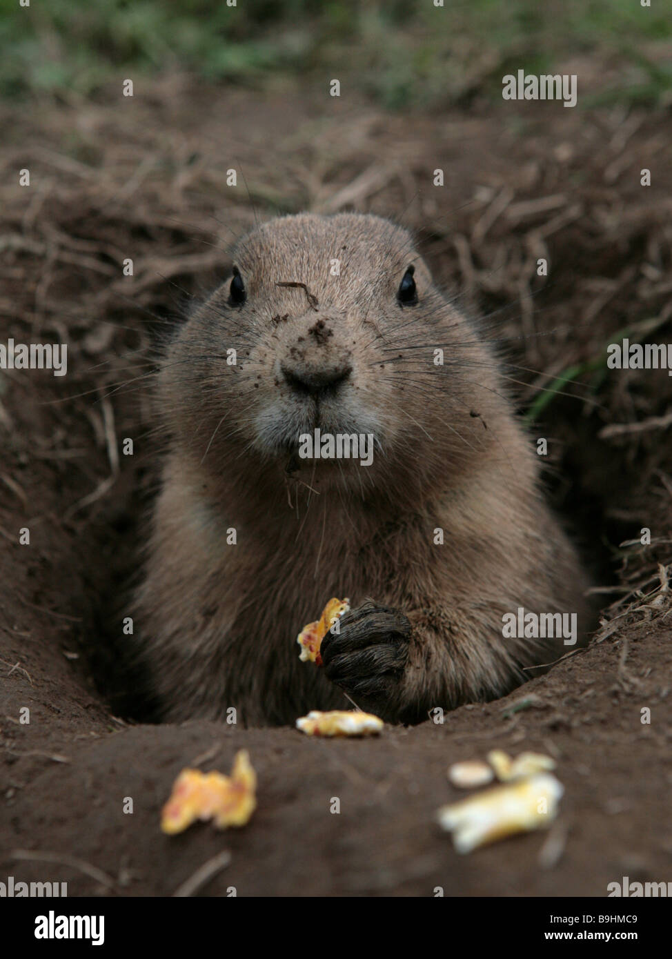Prairie dog half out of his burrow, are you in or out Stock Photo - Alamy
