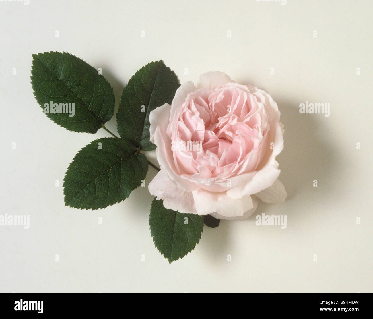 Redoute flowers hi-res stock photography and images - Alamy