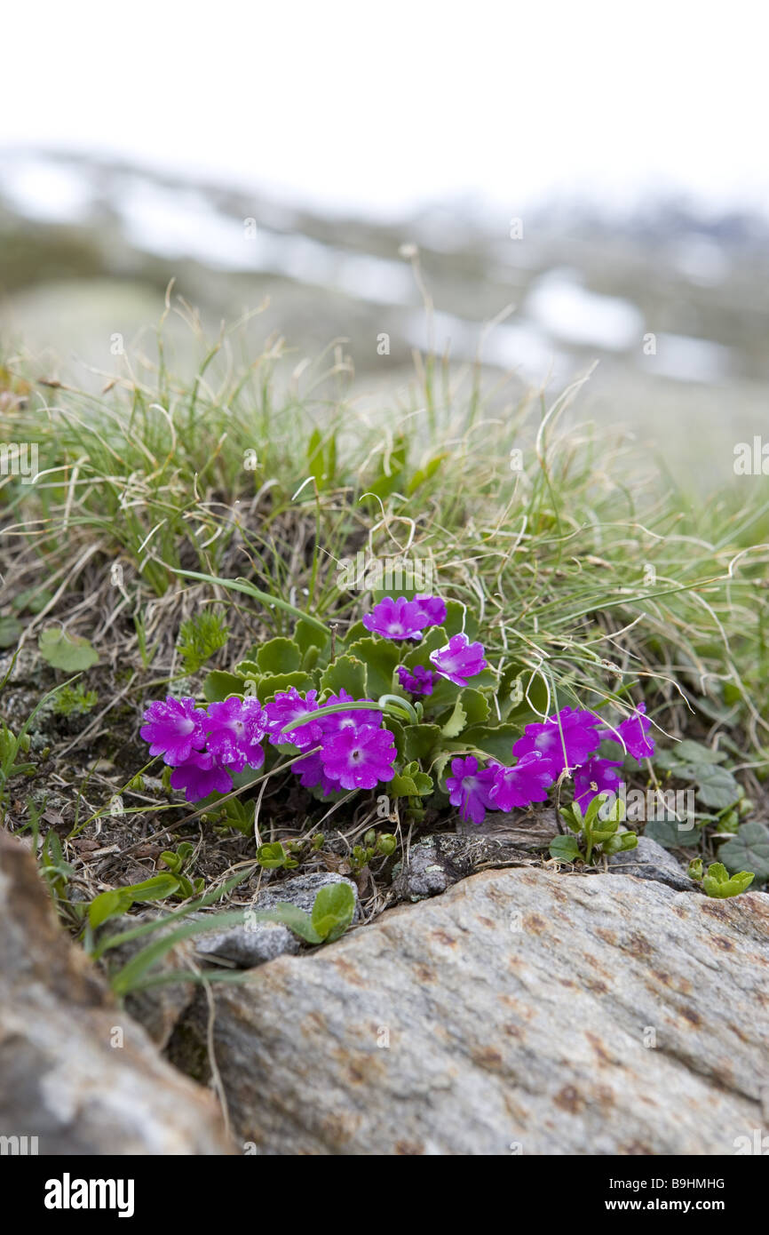 Alpine flowers hairy primrose Primula histura Stock Photo - Alamy