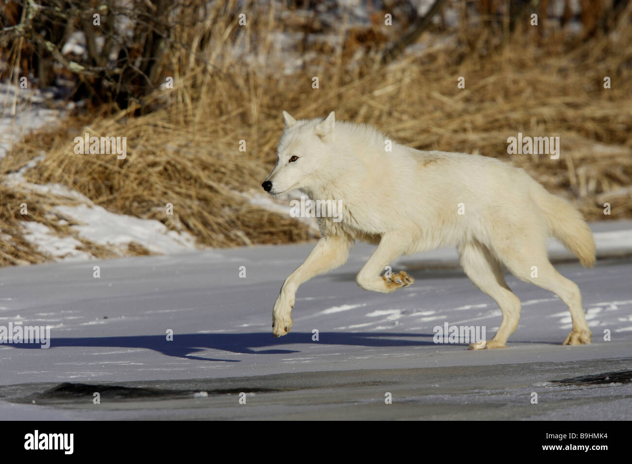 White Wolves Running