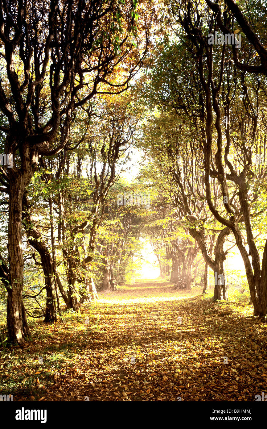 Park trees autumn Stock Photo - Alamy