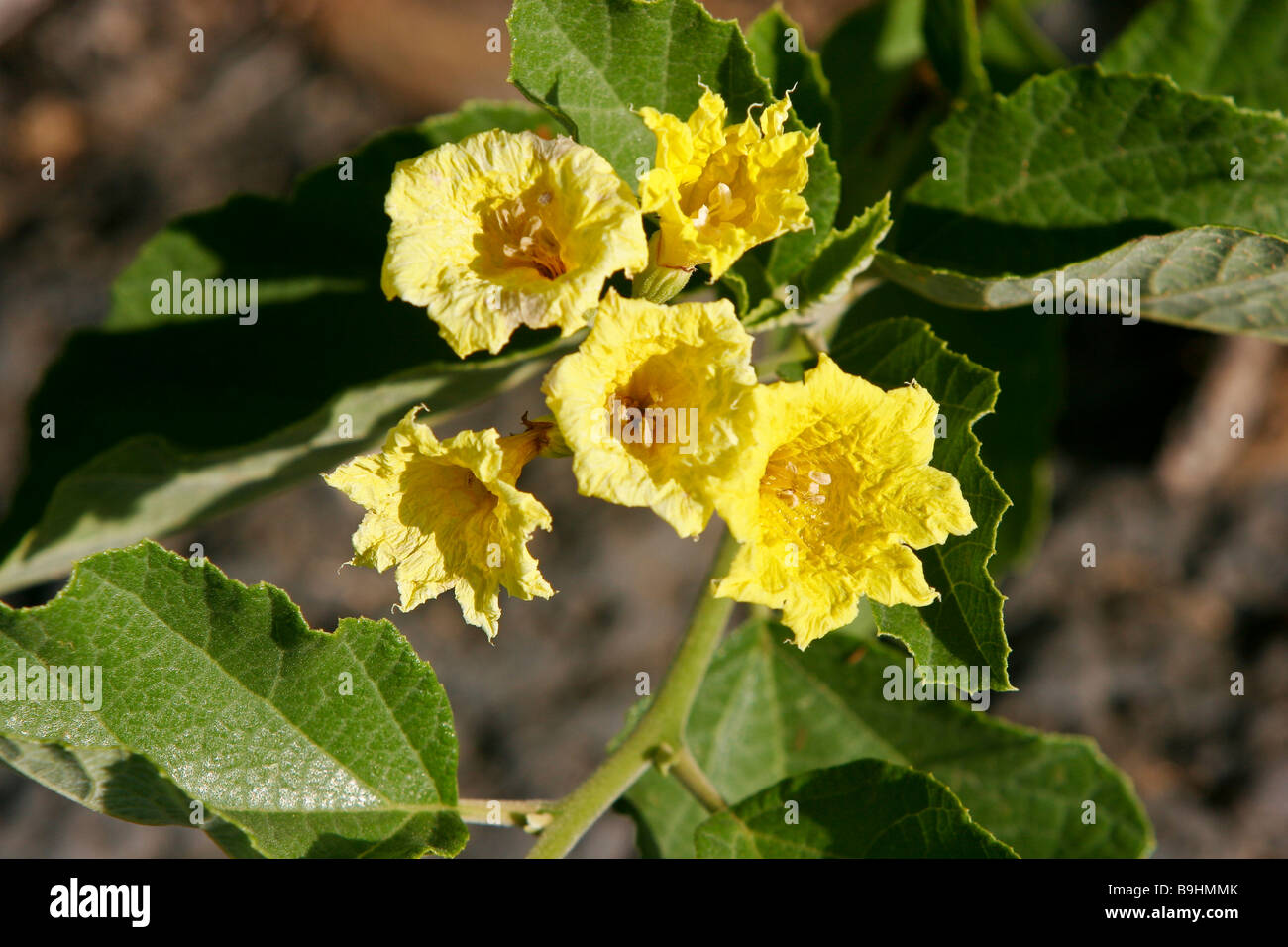Cordia lutea hi-res stock photography and images - Alamy