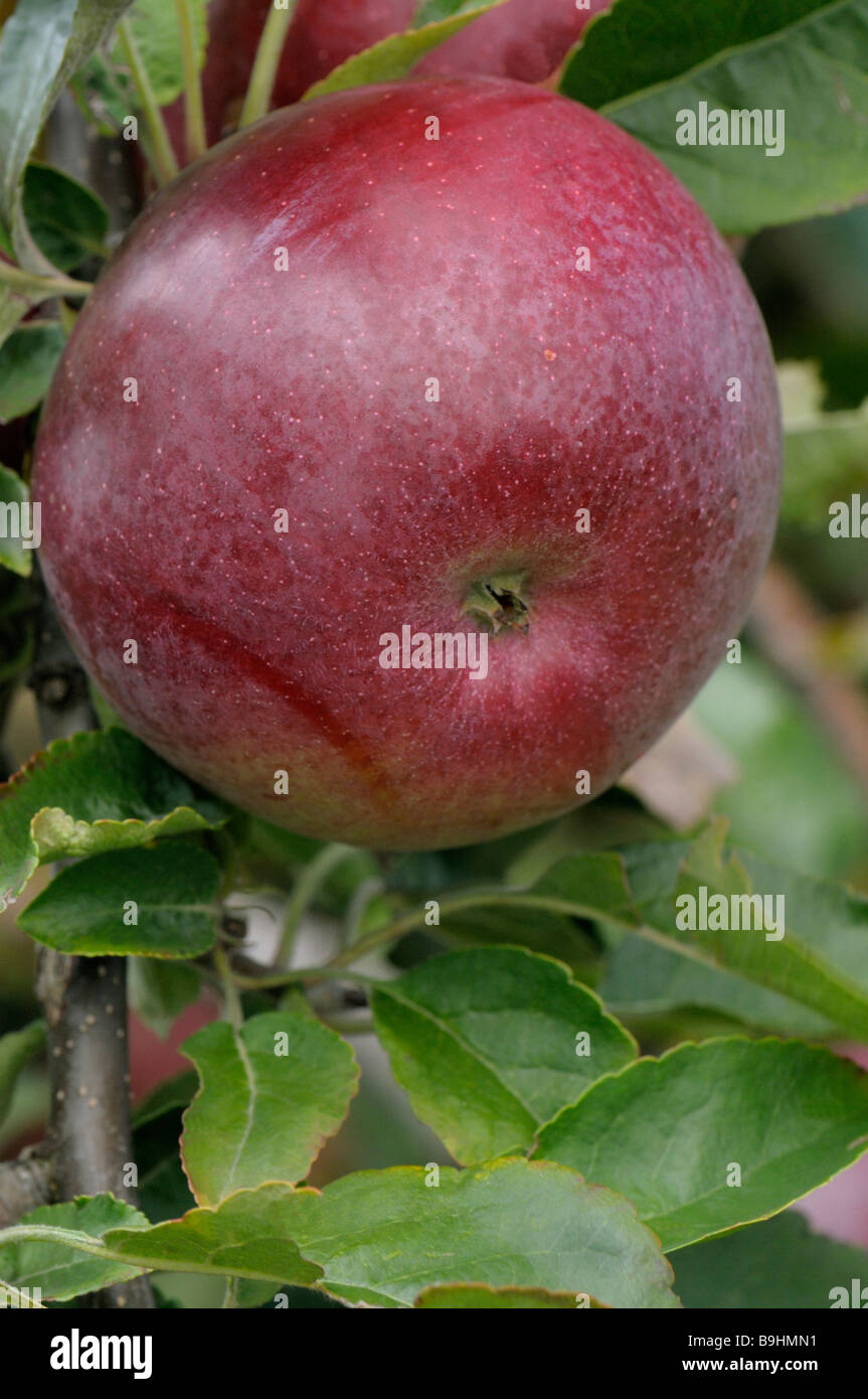 Domestic Apple (Malus domestica), variety: Pingo, ripe fruit on a tree ...
