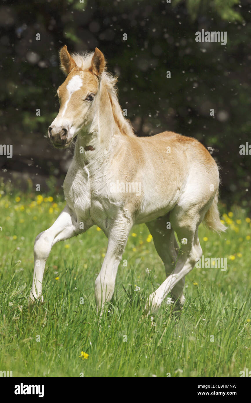 Haflinger horse - foal on meadow Stock Photo - Alamy