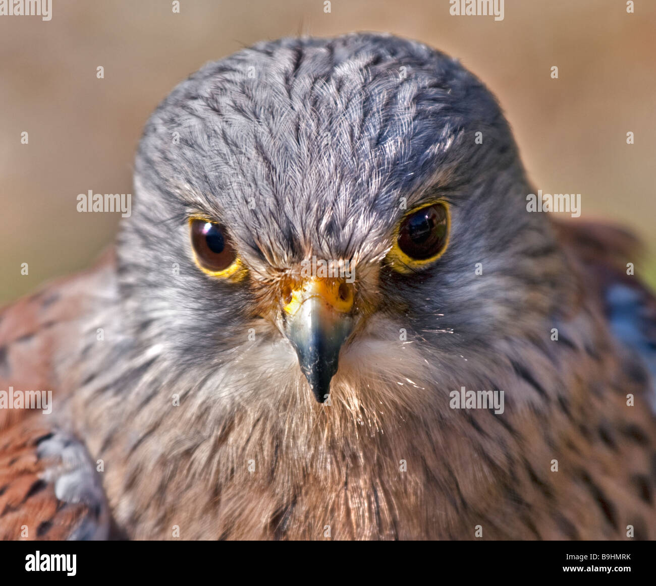 Kestrel kestrels falcon birds hi-res stock photography and images - Alamy